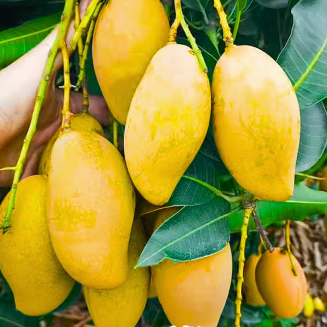 Amazon.com : Yellow Golden Mango Tree Live Plant, 7-12 Inches in Pot ...