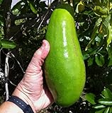 Long Neck Avocados | The Green Head