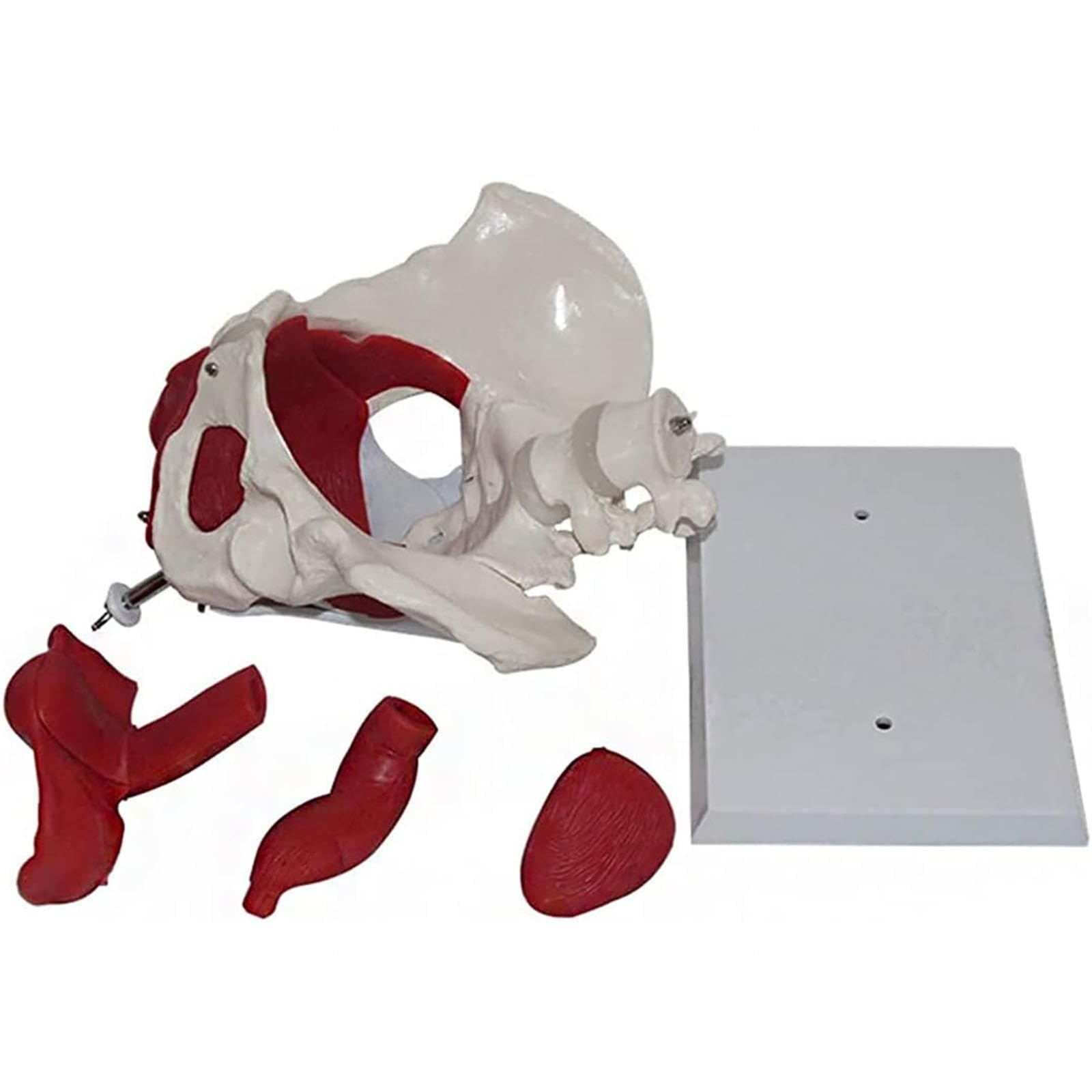 Female Pelvic Anatomy Model Female Pelvis Anatomy Model - Life Size ...