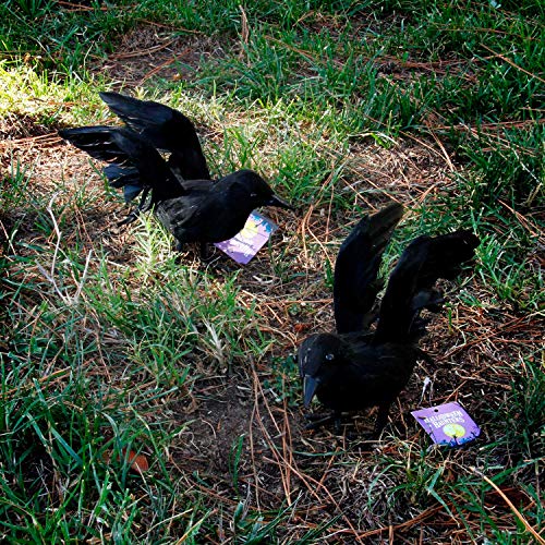 Halloween Haunters Realistic Feathered Black Crows Prop - Want It All
