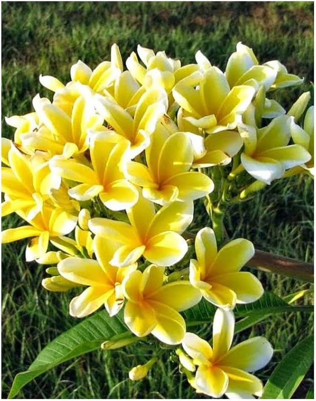 Plumeria Pudica,White Chapa Nag Champa Flower Healthy plant & Tree Pack ...