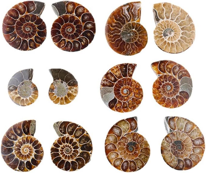 Amazon.com: Healing Quartz Ammonite Fossil Iridescent Slices Polished ...