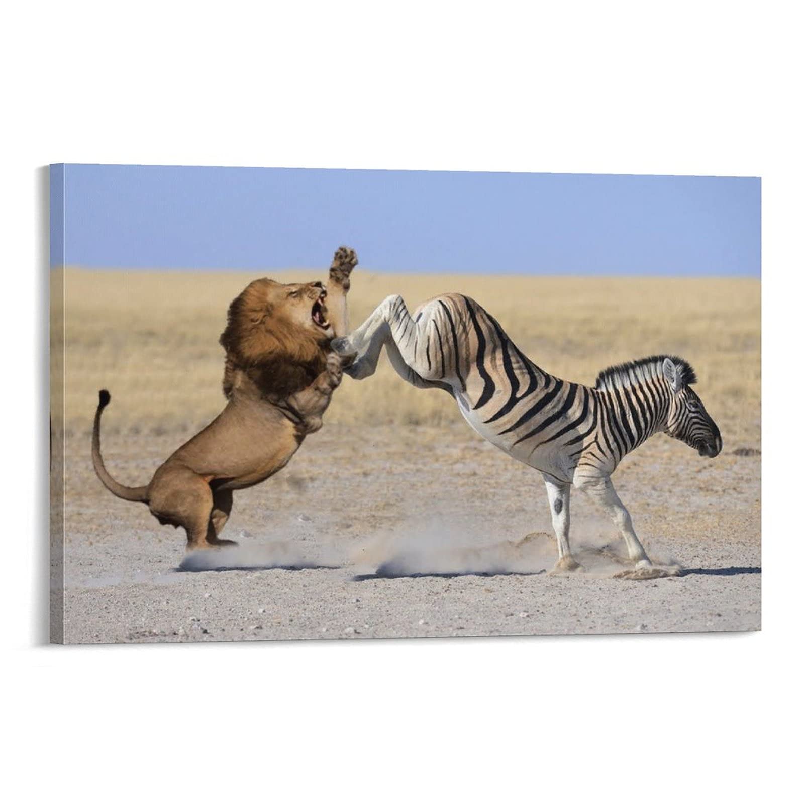 Lions Hunting Zebra
