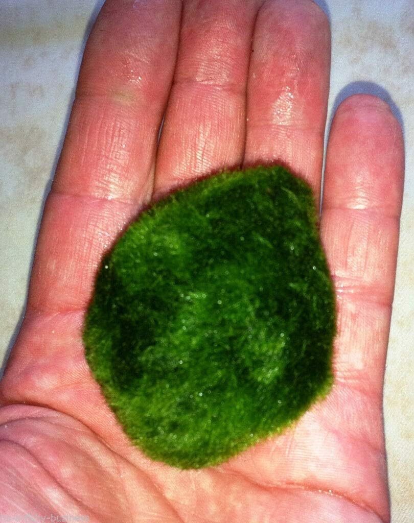Luffy Marimo moss Balls - Healthy Fluffy Green Java Moss Balls Aquarium ...