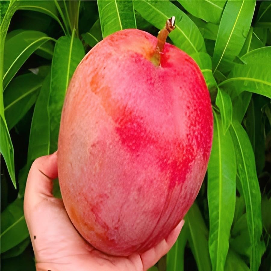 REMASLARIC"ORIGINAL EGG OF SUN JAPANESE MIYAZAKI MANGO"Grafted hybrid ...