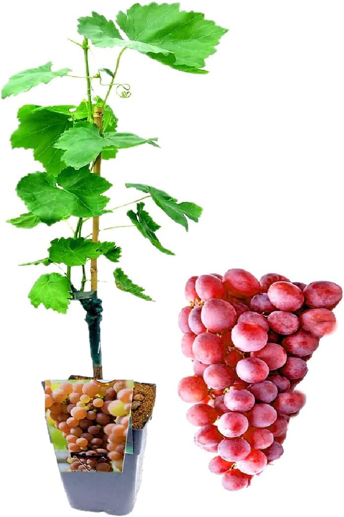 Grafted Grape Vines, Black & Green Varieties,Vitis Vinifera Venus ...