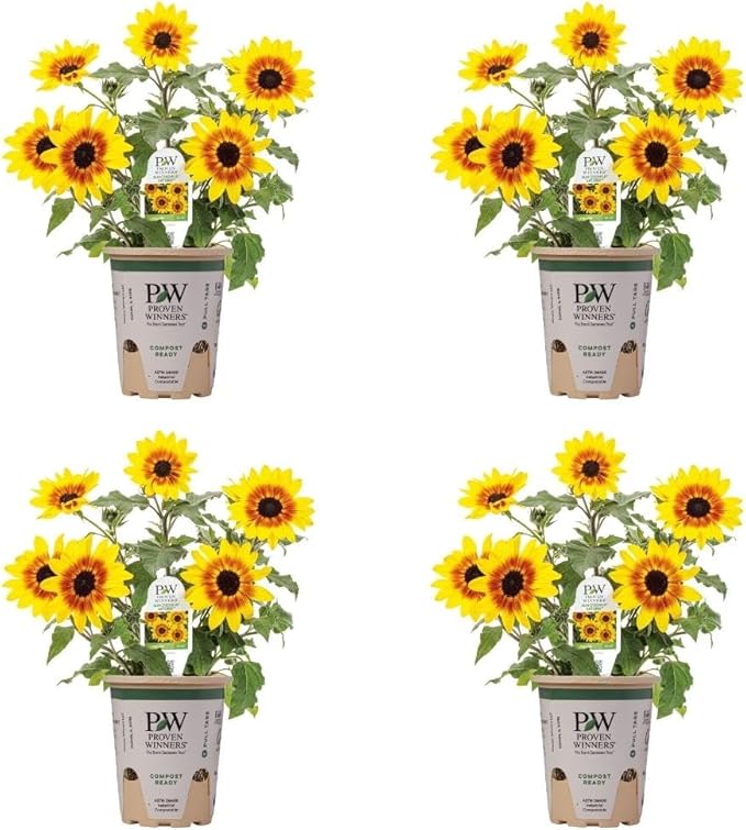 Amazon.com : 4.25 in. Eco+Grande Yellow Flowers Suncredible Saturn ...