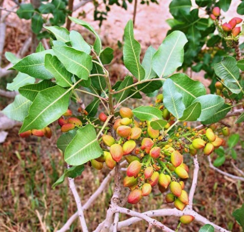 Creative Farmer Live Plant Plants Pista/Pistachio Dry Fruit Healthy ...
