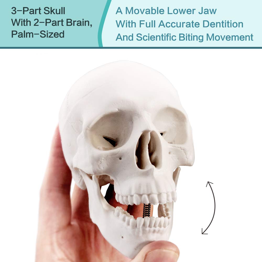 Newest Miniature Human Skull Model,3 Part With 2-Part Human Brain;Half ...