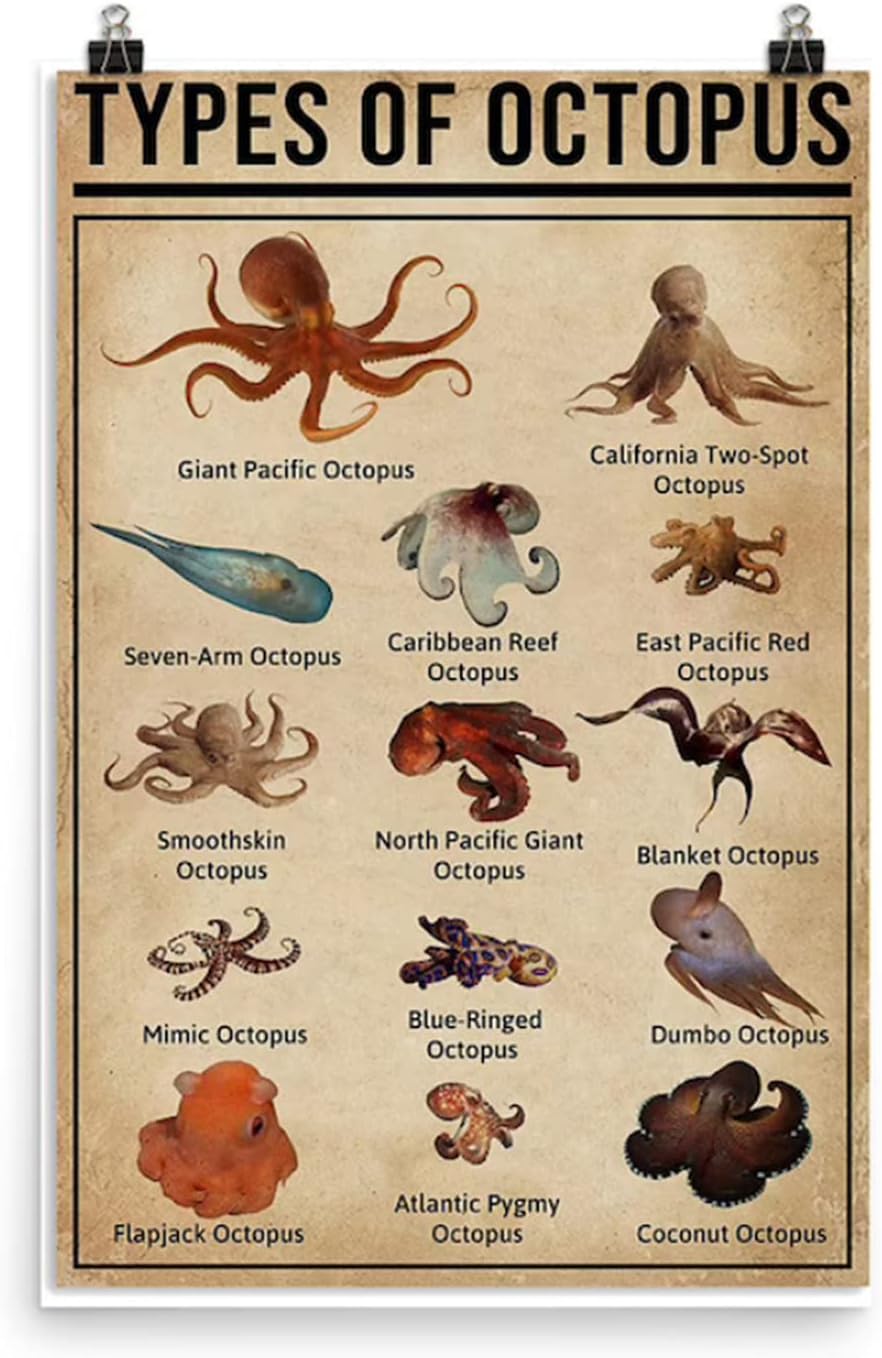 Amazon.com: Types of Octopus Vertical Poster - Full Size 11"x17" 12"x18 ...