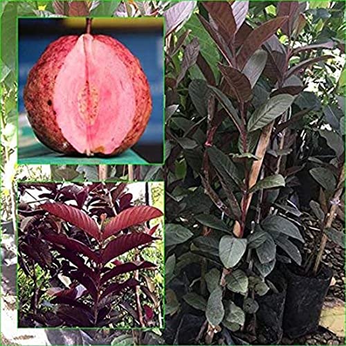 Trothic Gardens Violet Guava Gujava Fruit Live Plant For All Season ...