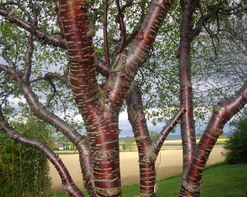 Amazon.com : 50 Paperbark Cherry Tree Seeds, Prunus Serrula : Patio ...