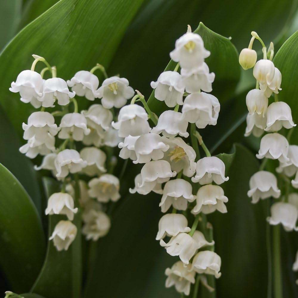 Convallaria Majalis 'Lily of The Valley' Jumbo Planting Pips x 5 by ...
