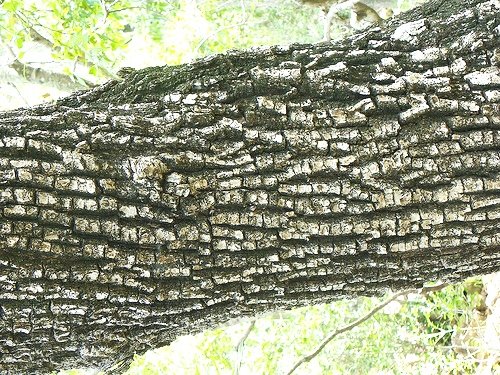 Urancia® Bakul Bakal Bullet Wood tree Mimusops Elengi Bark 250gm ...