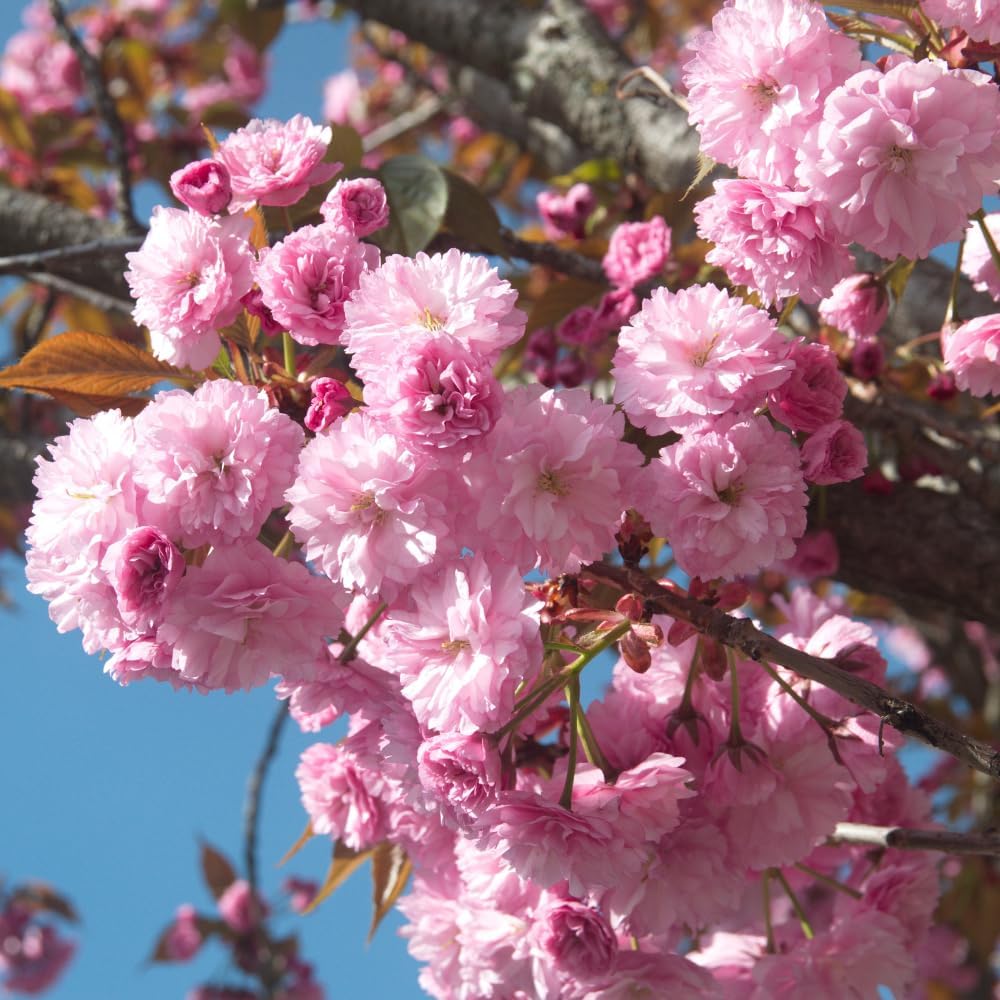 Amazon.com : Double Pink Cherry Blossom Tree Plant, Live Cherry Blossom ...