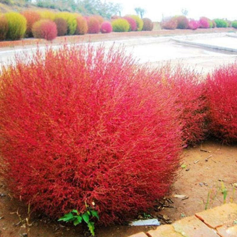 Kochia Scoparia Seedling