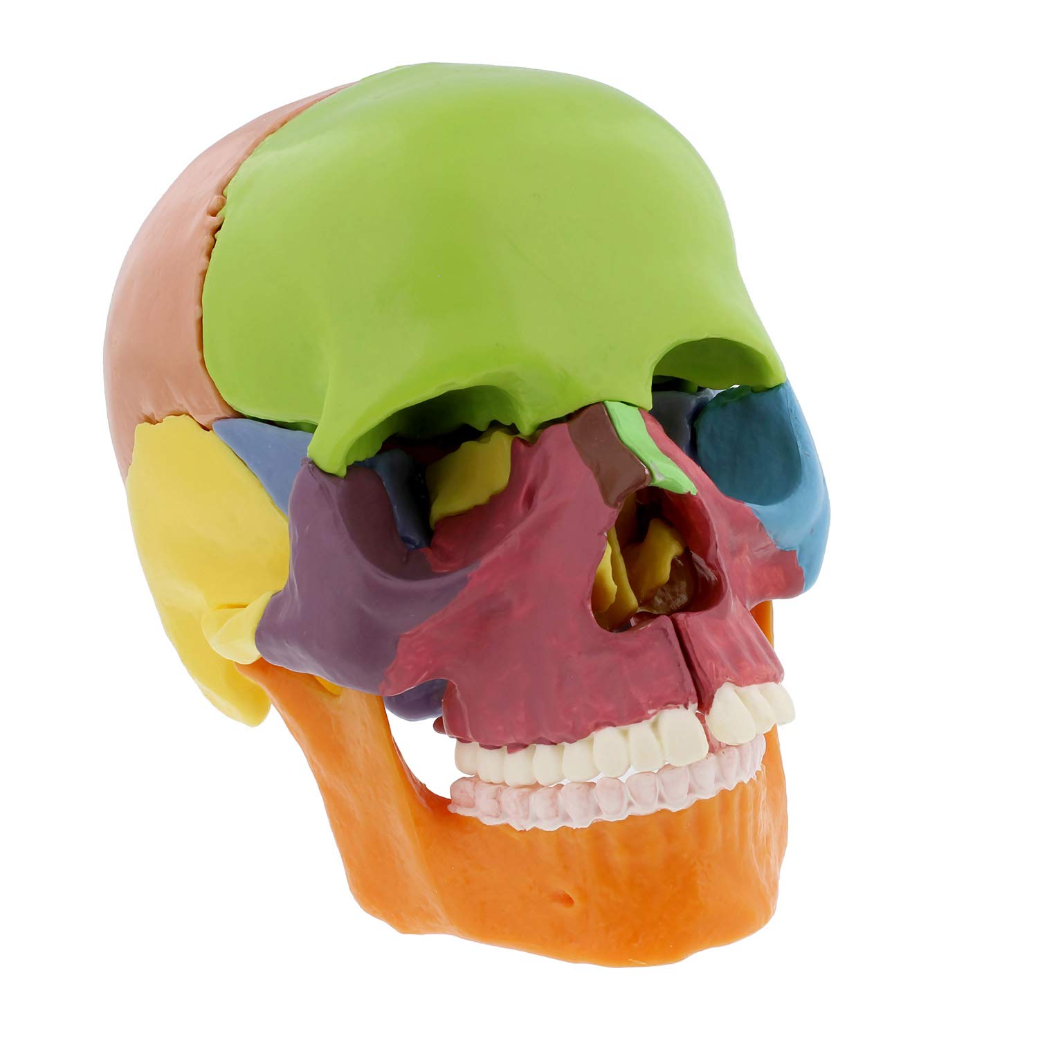 Buy MonMed Didactic Human Skull Model – Half Life Sized Skeleton Skull ...
