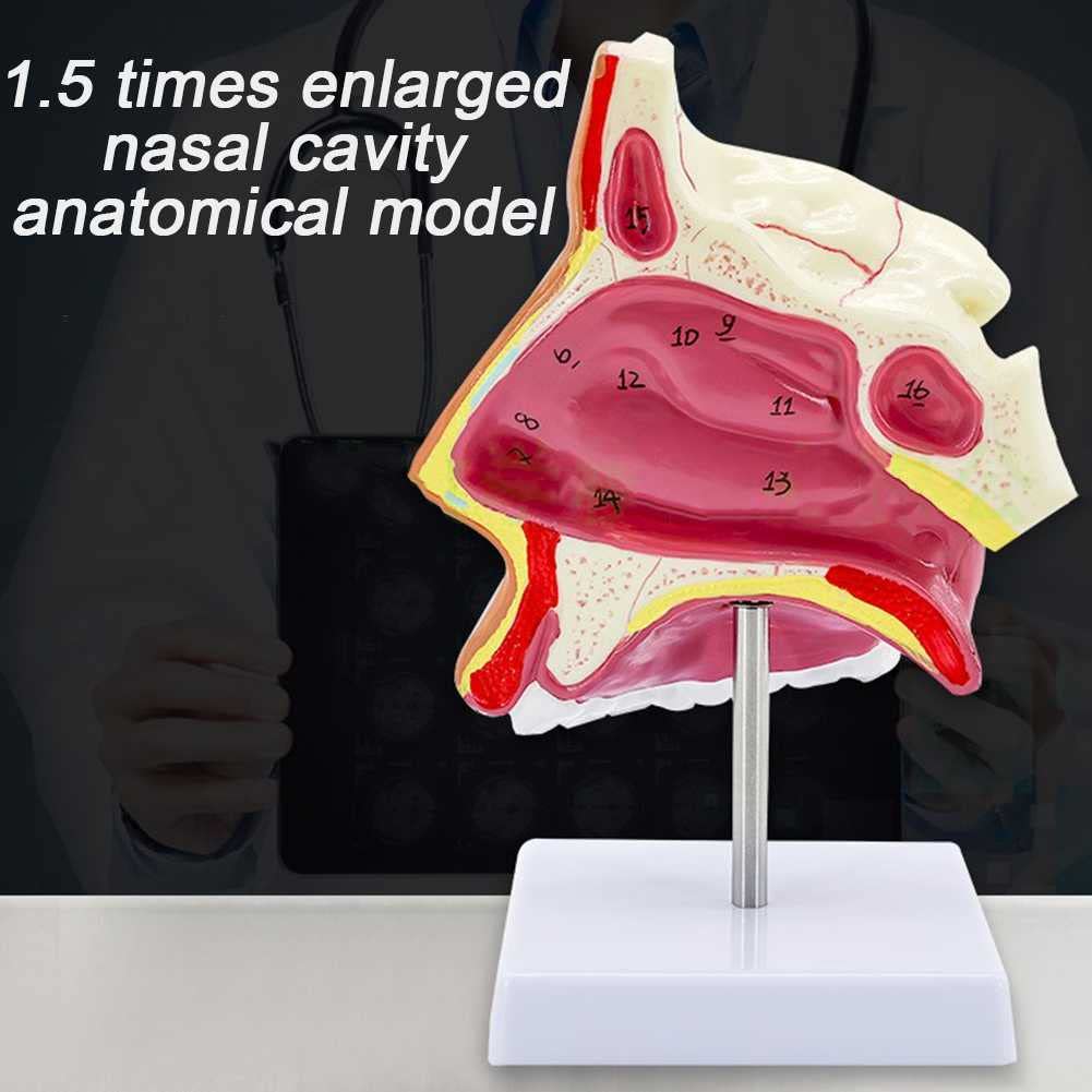 Paranasal Sinuses Model Amazon.co.jp: This Is A Life Size Head Model