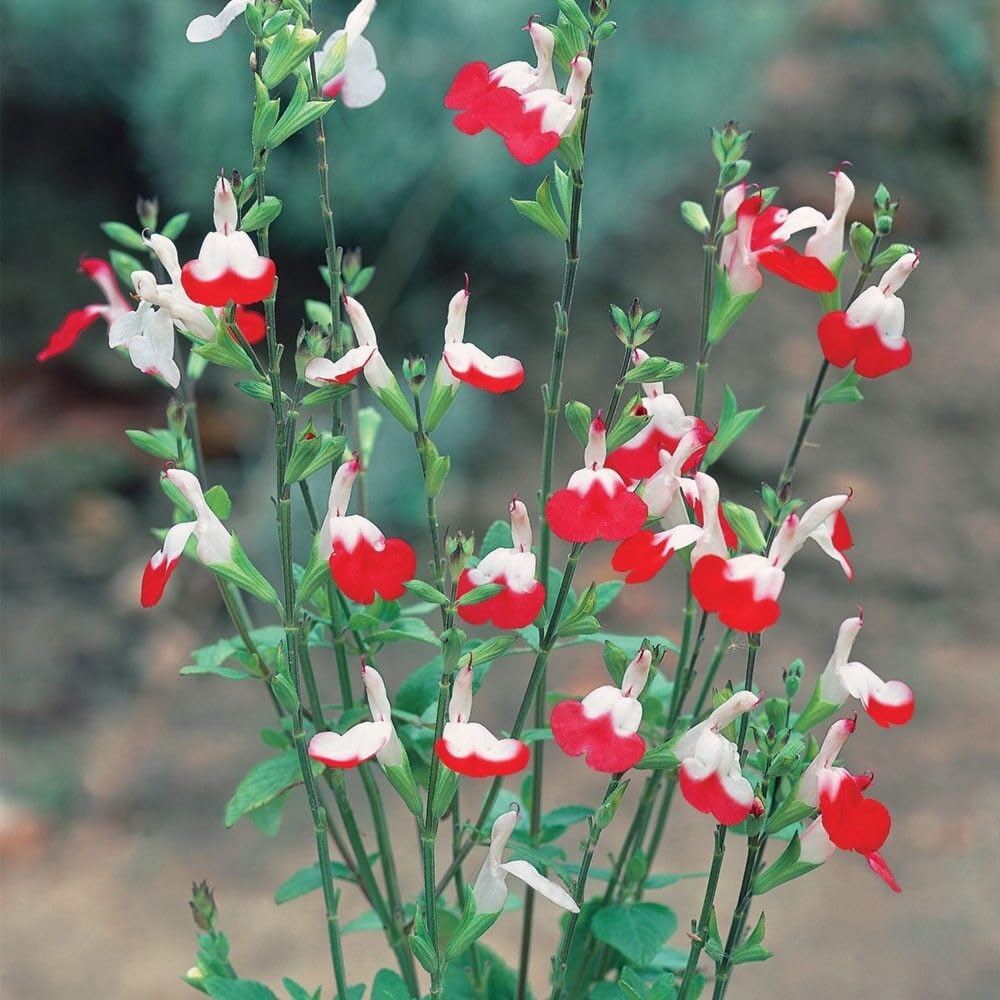 Red And White Salvia