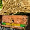 Amazon.com : 5/10 pcs Beekeeping Supplies Entrance Reducer 8 Frame ...