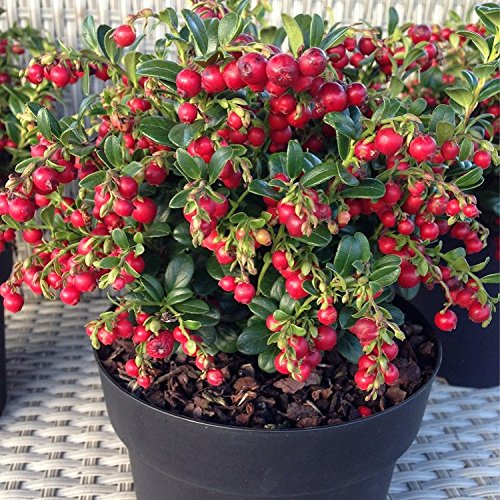 Indian Cranberry Tree