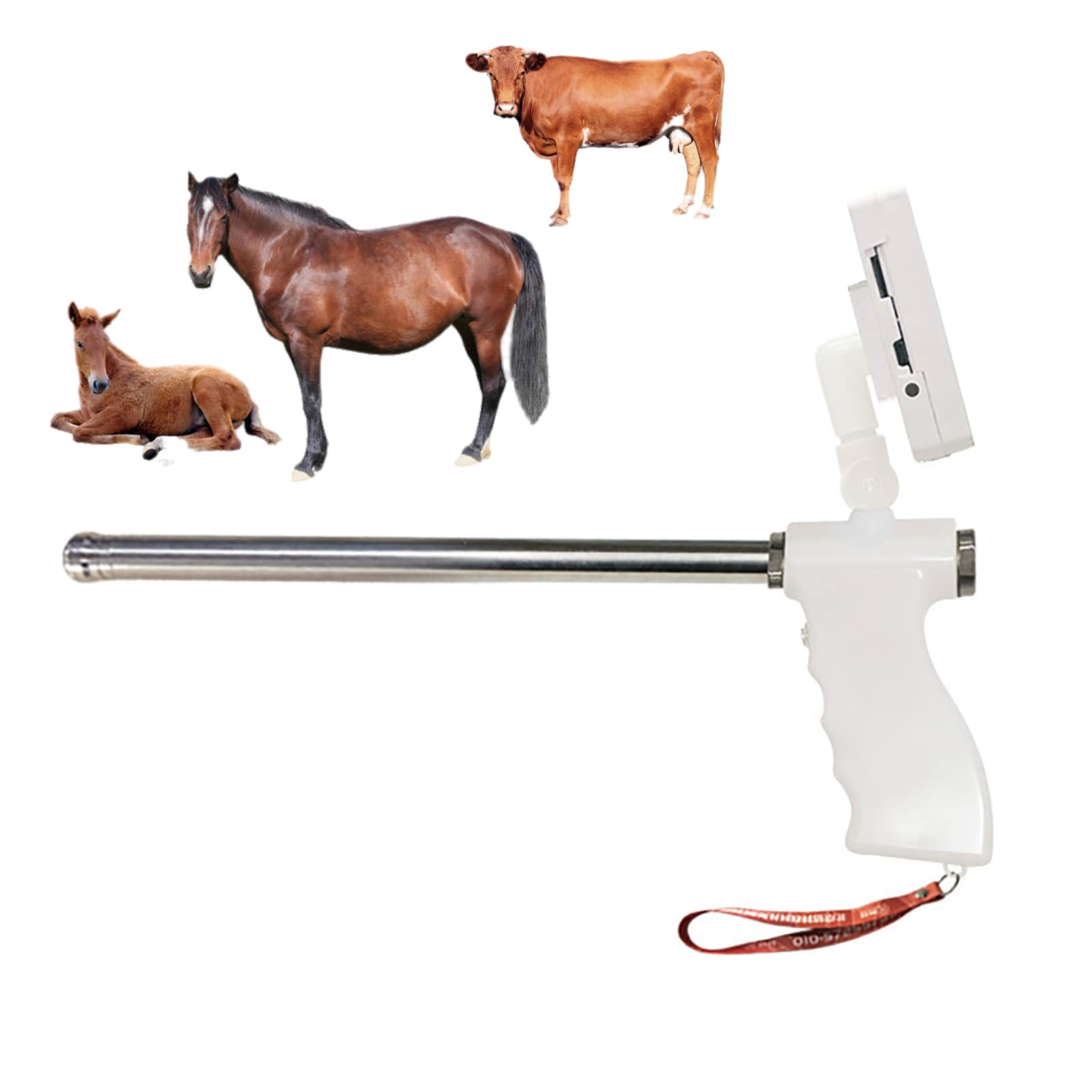 Artificial Insemination Simba Becomes Singapore's First Lion Cub Born