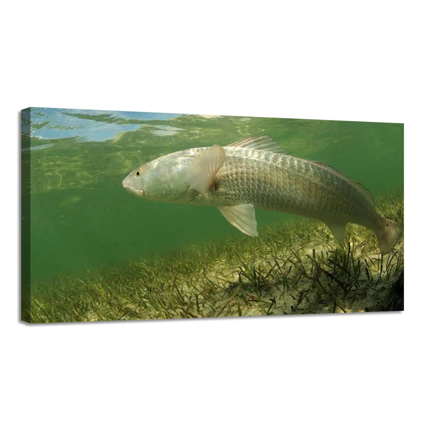 Redfish Swimming
