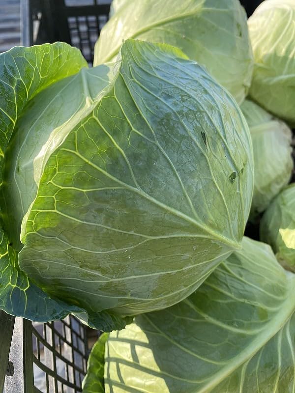 leaf cabbage seeds for gardening Pack Of 45 : Amazon.in: Garden & Outdoors