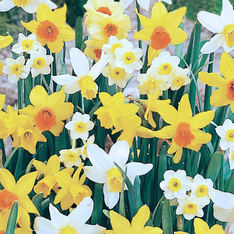 Amazon.com : Miniature Daffodil Mix Flower Bulbs - 15 Bulbs per Pack ...