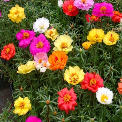Kraft Seeds Portulaca Sundial Flower with 100g Agropeat (Plant Growth ...