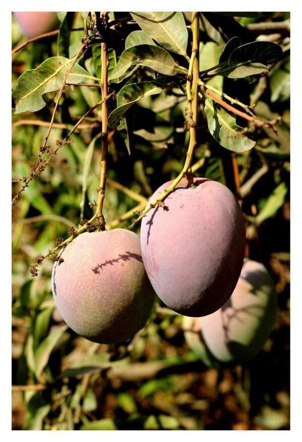 Vanraj mango grafted plant 345 : Amazon.in: Garden & Outdoors