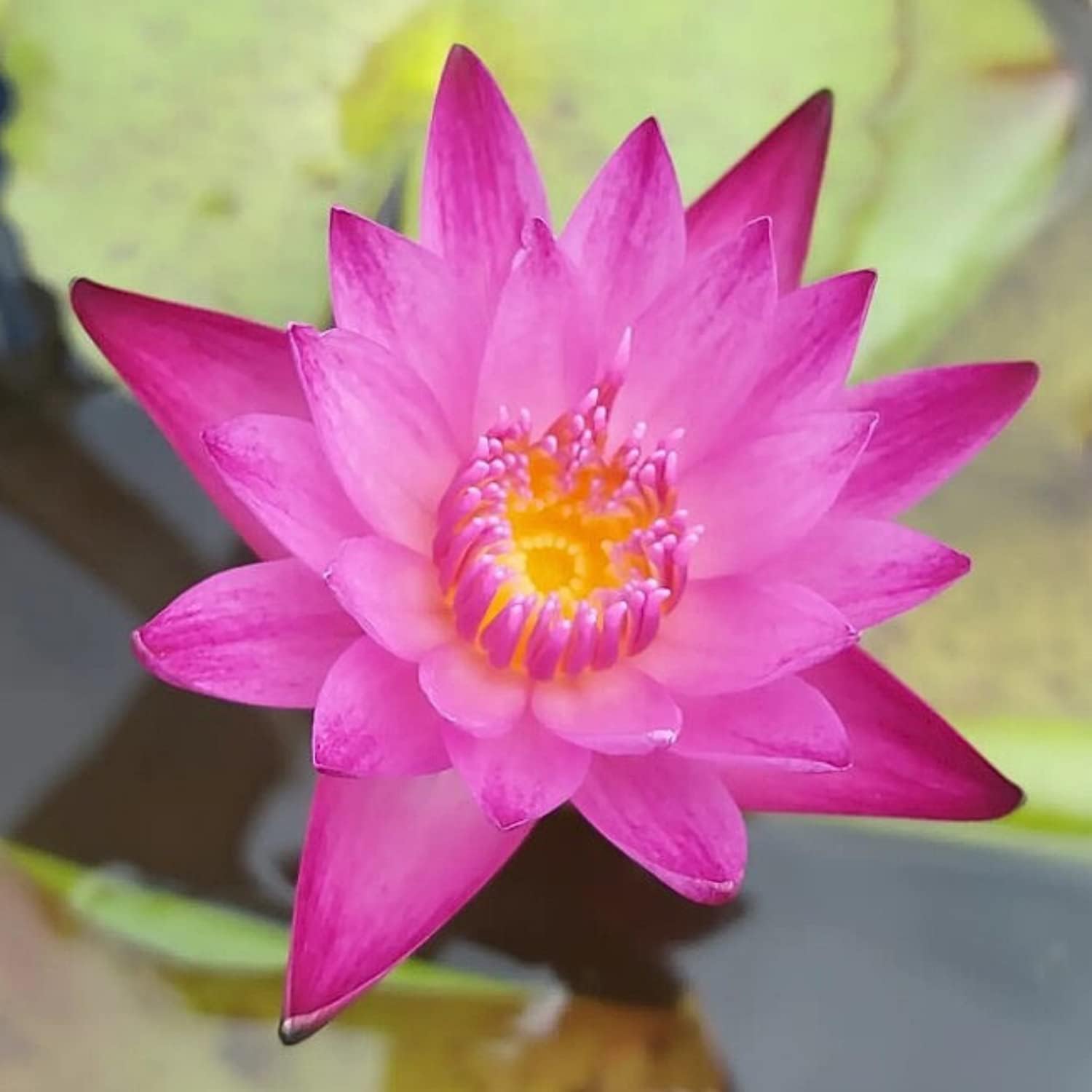 Amazon.com : Mainam Mix Colorful Tropical Water Lily Tuber Live ...