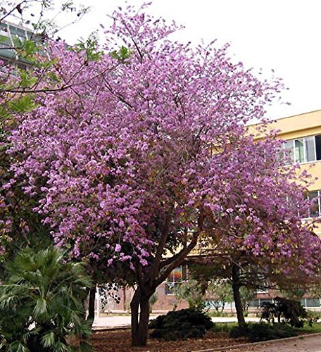 Purple Orchid Tree