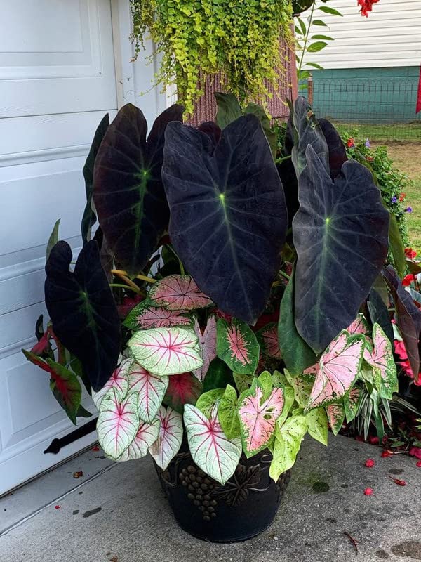Ritz Farming® Beautiful Caladium flower bulbs black Flower Bulb For ...