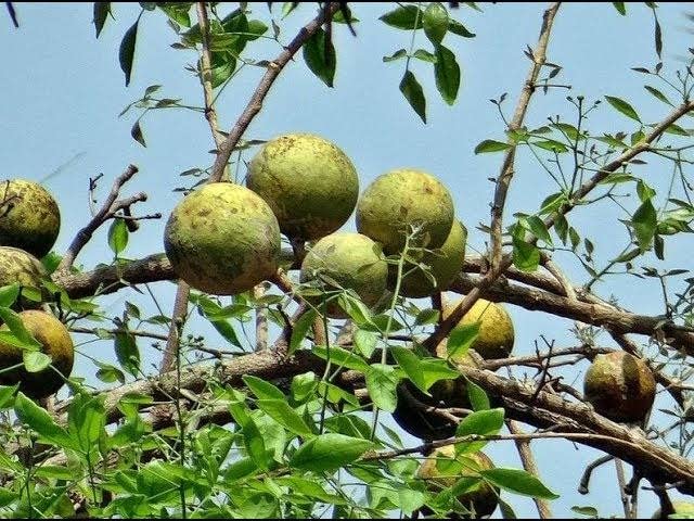GoGreen Thai Bel Bael Tree Bengal Quince Golden Apple Stone Apple Wood ...