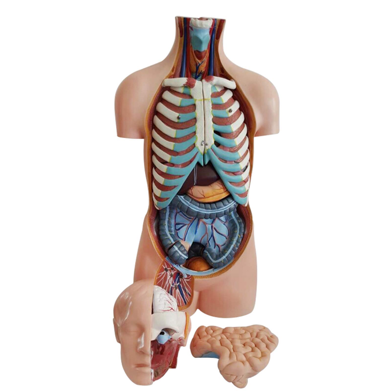Buy LIBAI 85CM Human Torso Anatomical Model Unisex Internal Organs ...