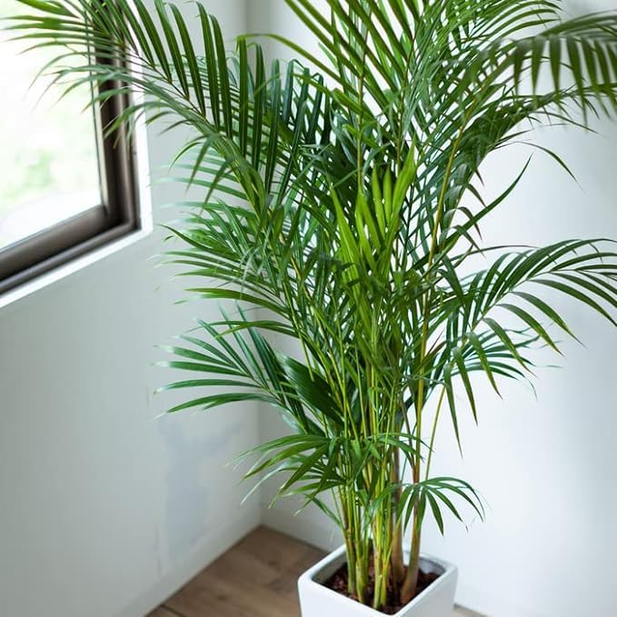 Sky Nursery Areca palm plant | Indoor Plants Areca Palm live Indoor Air ...