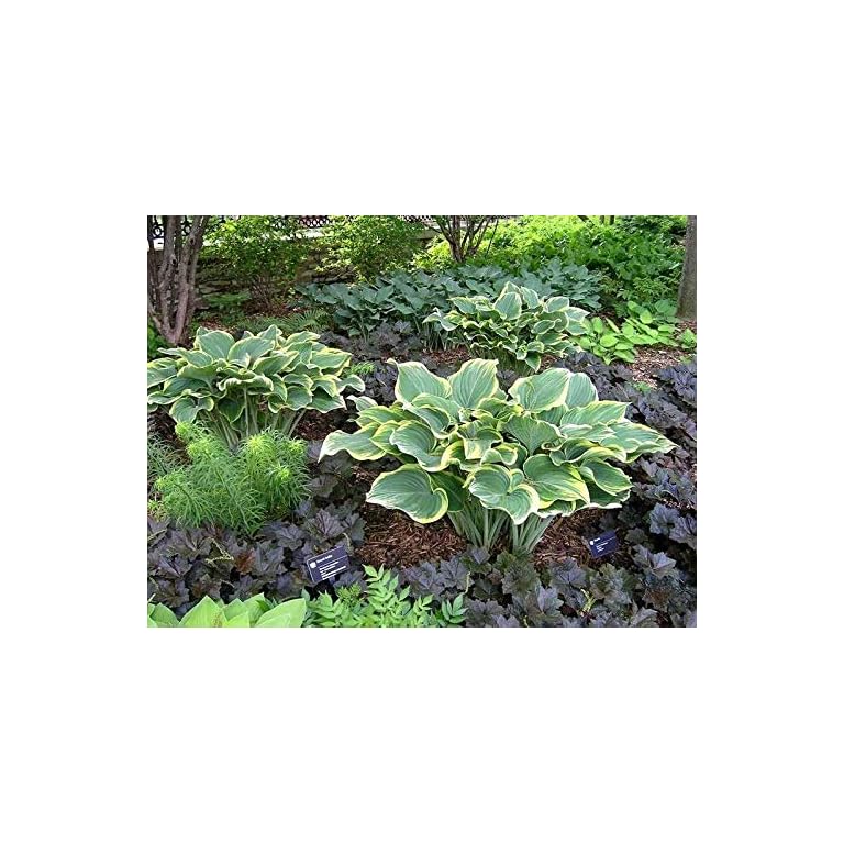 Montana Aureomarginata Hosta Seeds! COMB. - thehostafarm.com