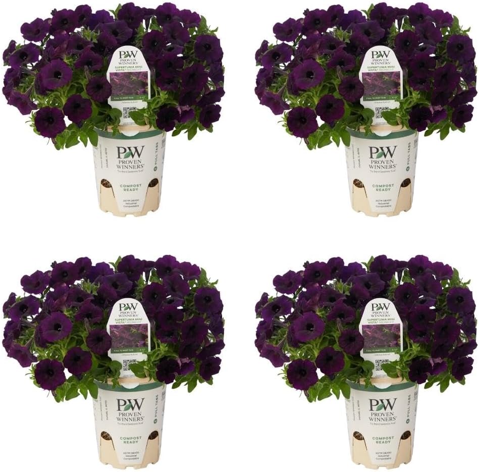 Amazon.com : 4.25 in. Eco+Grande, Supertunia Mini Vista® Midnight ...