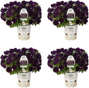 Amazon.com : 4.25 in. Eco+Grande, Supertunia Mini Vista® Midnight ...