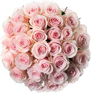Amazon.com: GlobalRose Fresh Cut Pink Roses - 250 (10 Bundles of 25 ...