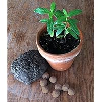 Amazon.com : Red Clay Powder for Seed Balls and Seed Bombs (1000g ...