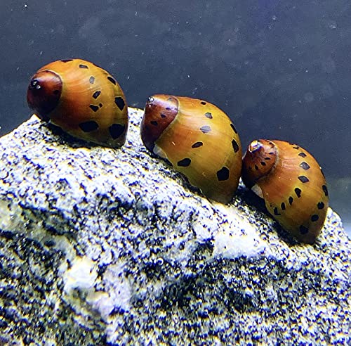 Buying Guide | 3 Tiger Nerite Snail (Neritina SEMICONICA) - Live ...