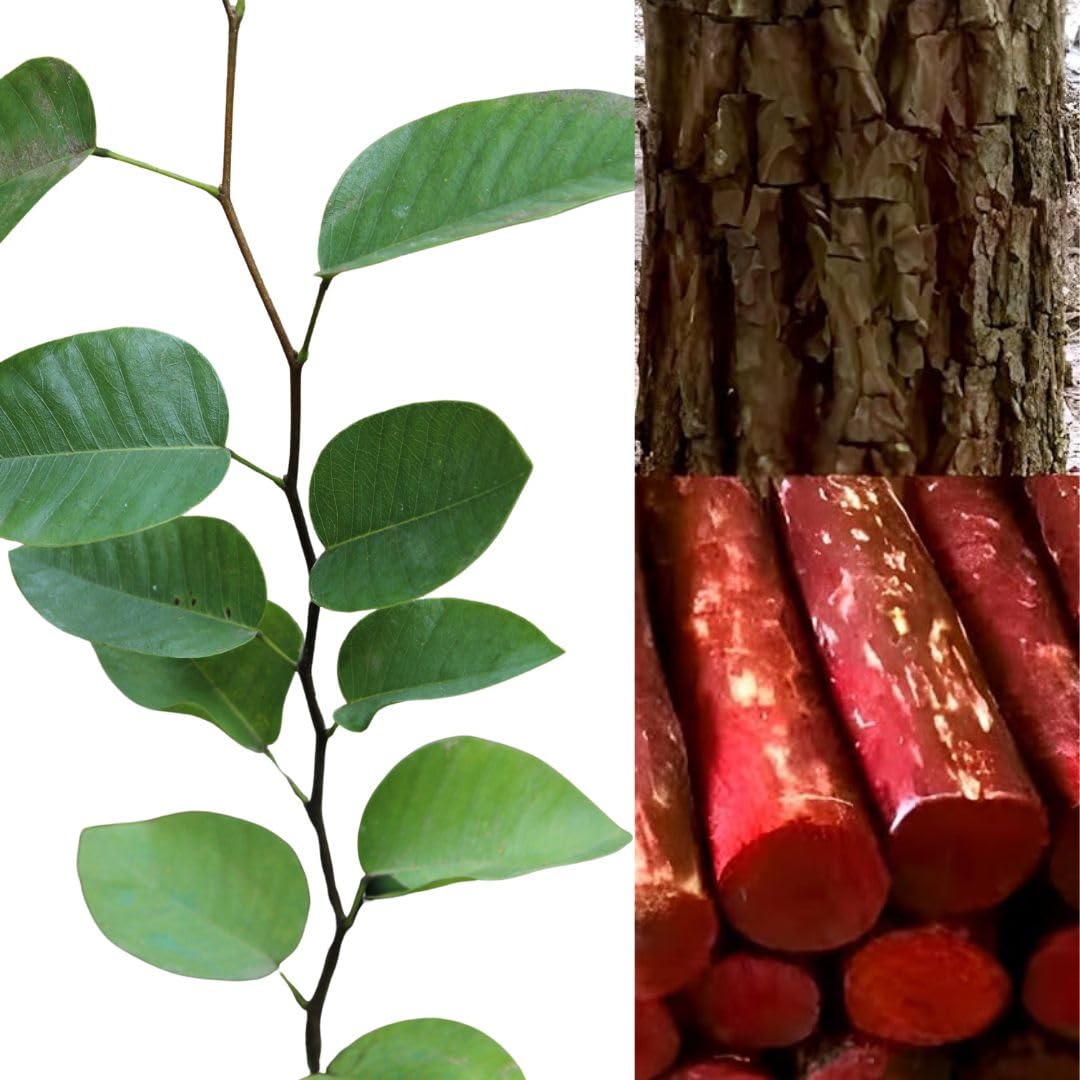 Red sandalwood tree plant, plant sapling (Pack of 1) : Amazon.in ...