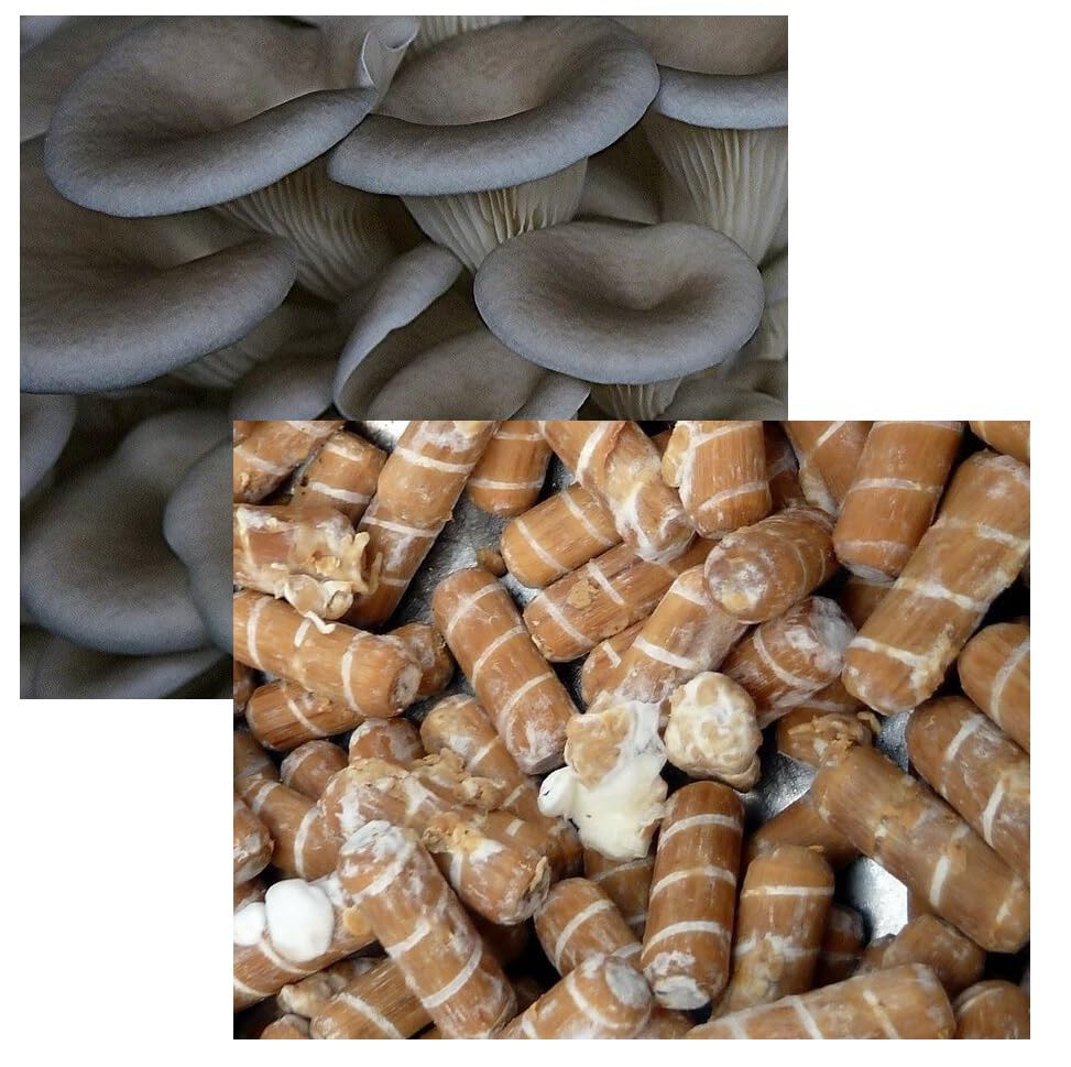 Amazon.com: Bay Hydro Blue Oyster Mushroom Mycelium Spawn Plugs (25 ...