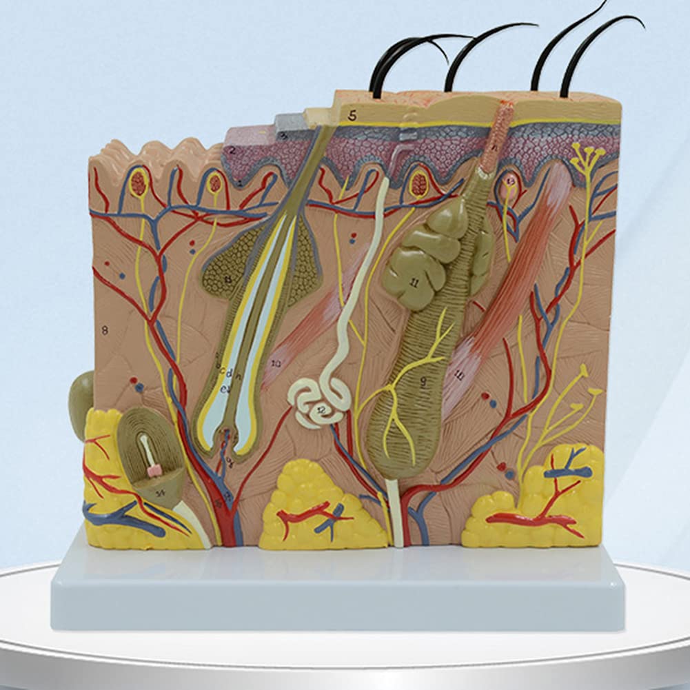 Buy NXX Skin Anatomy Model,50X d Human Skin Structure Anatomical Model ...