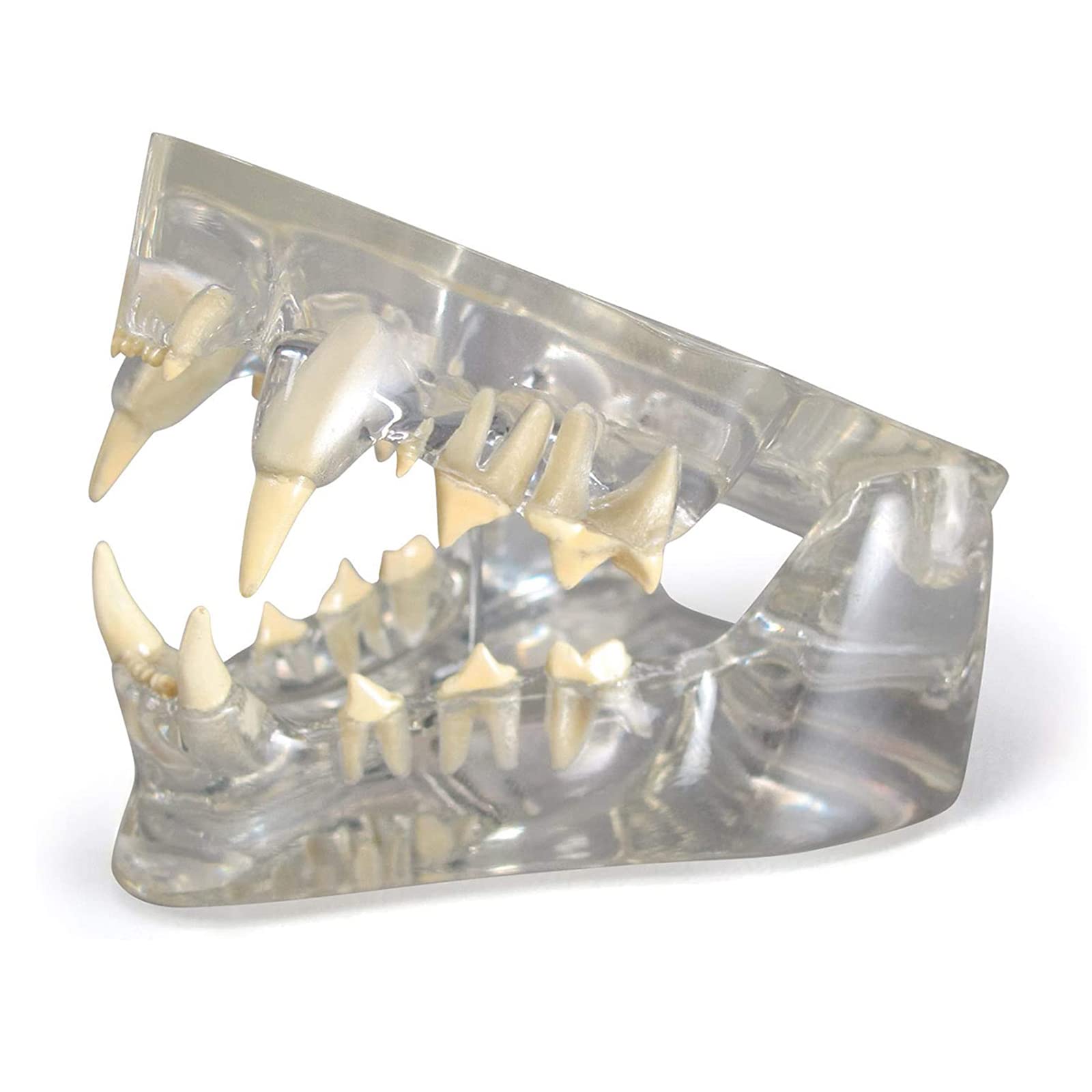 Anatomía De Los Dientes Del Gato Anatomia DEL GATO Los Dientes Del