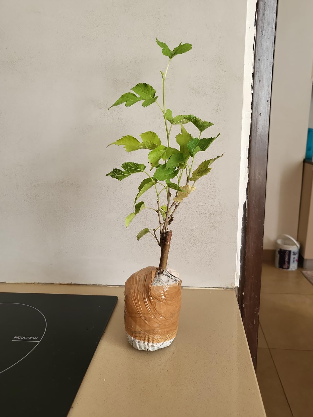 Bahan Traders Air Layered/Grafted Dwarf Sweet Shahtoot Tree All Season ...