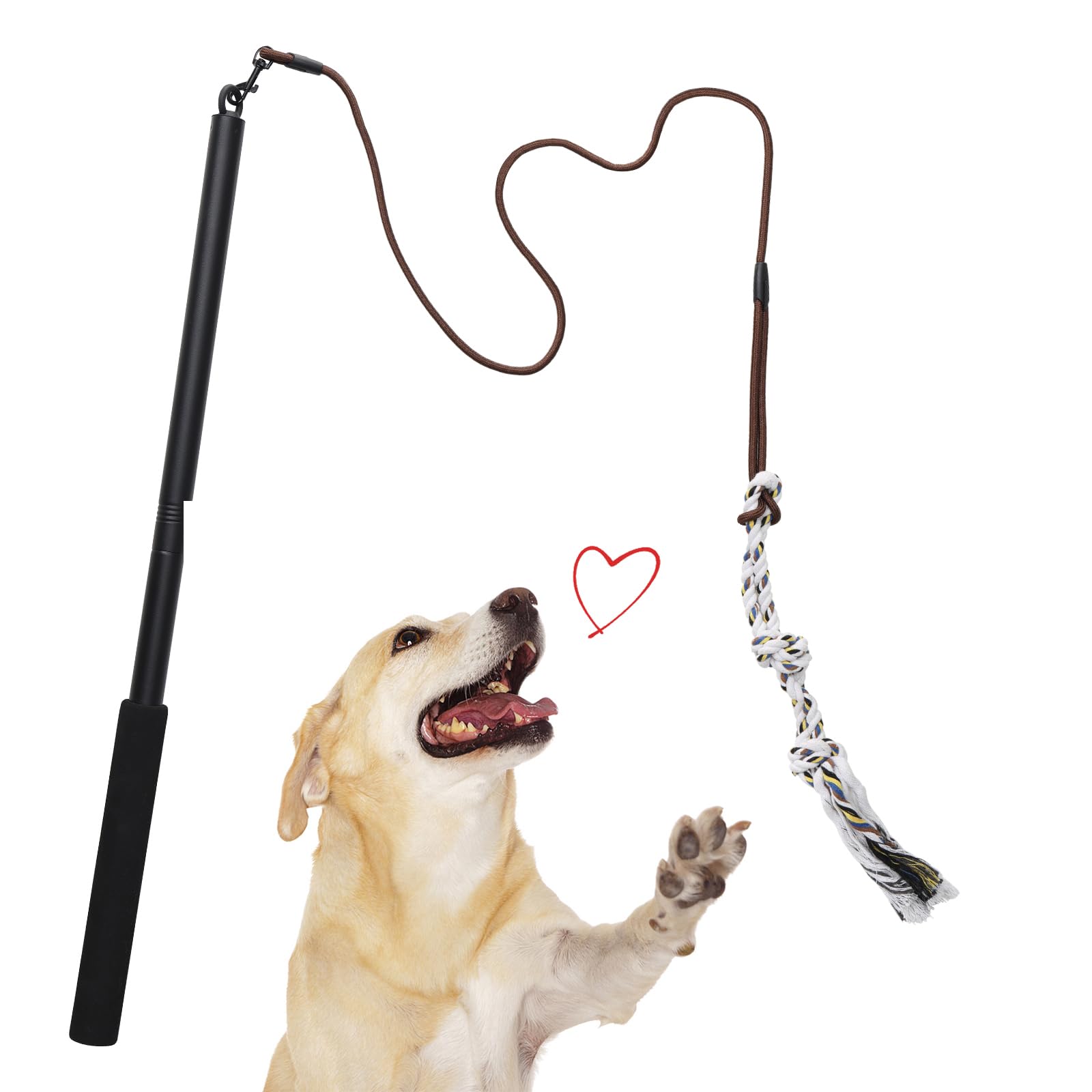 Why Does My Puppy Keep Chasing Her Tail