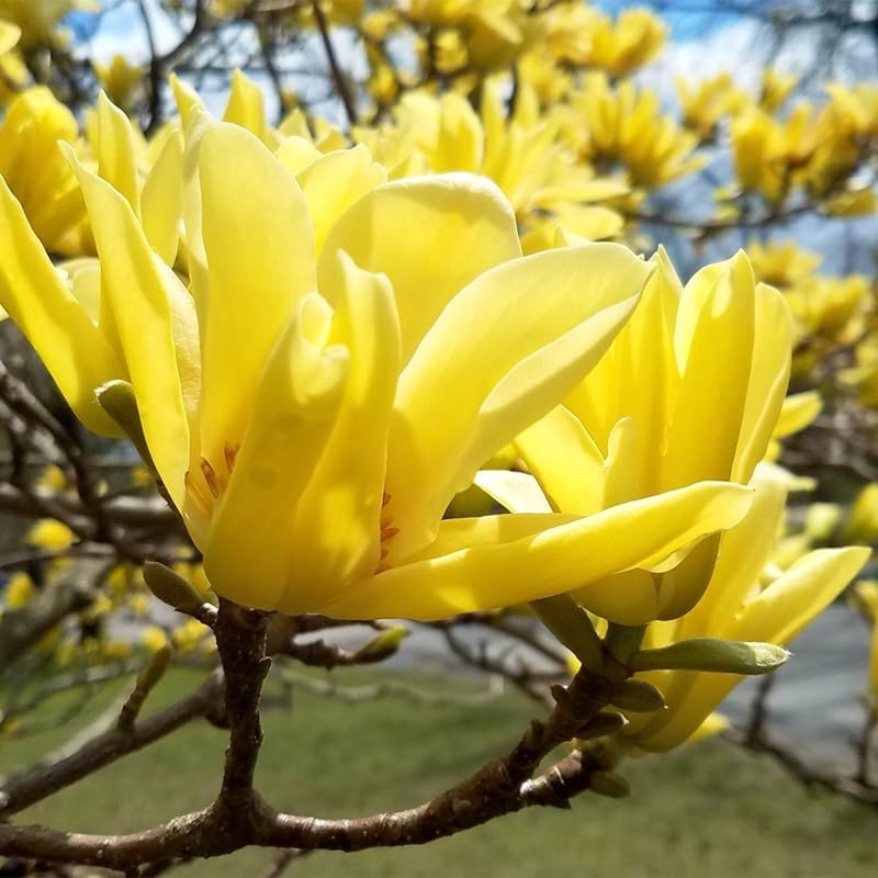 Amazon.com : Ann Magnolia Tree Live Plant 6 to 12 Inch Tall, Fragrant ...